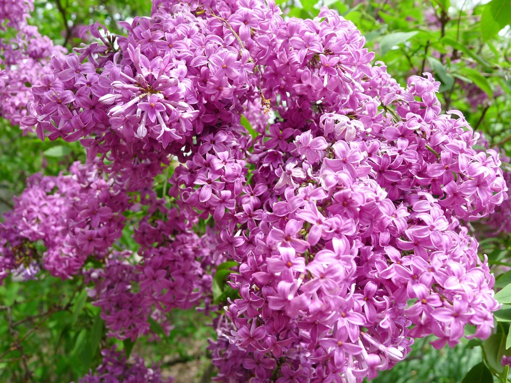 Lilac Time – The Simple Luxuries